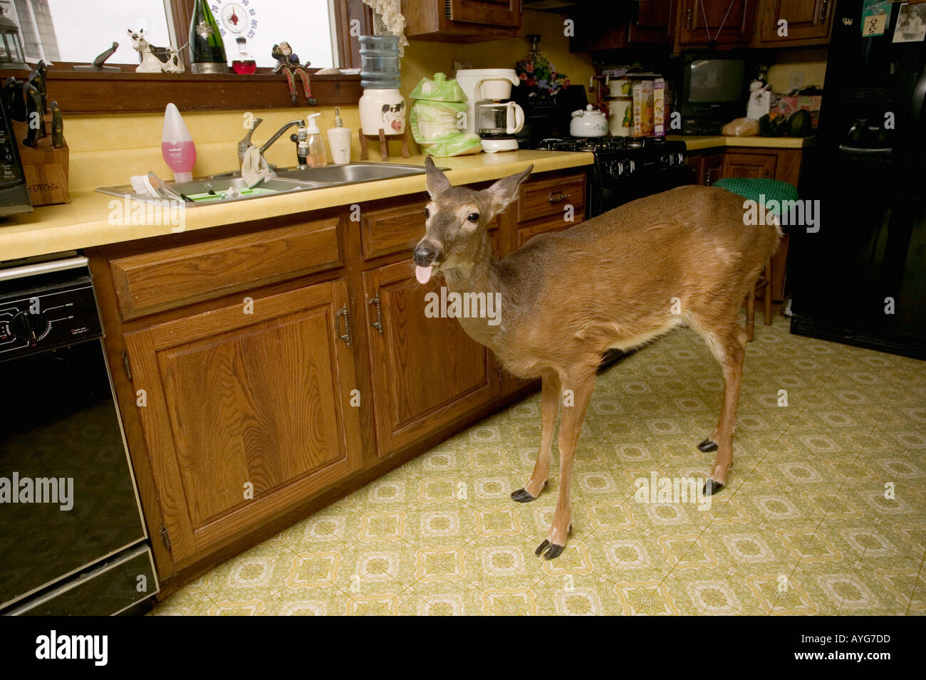 Animal family unusual home hi-res stock photography and images - Alamy