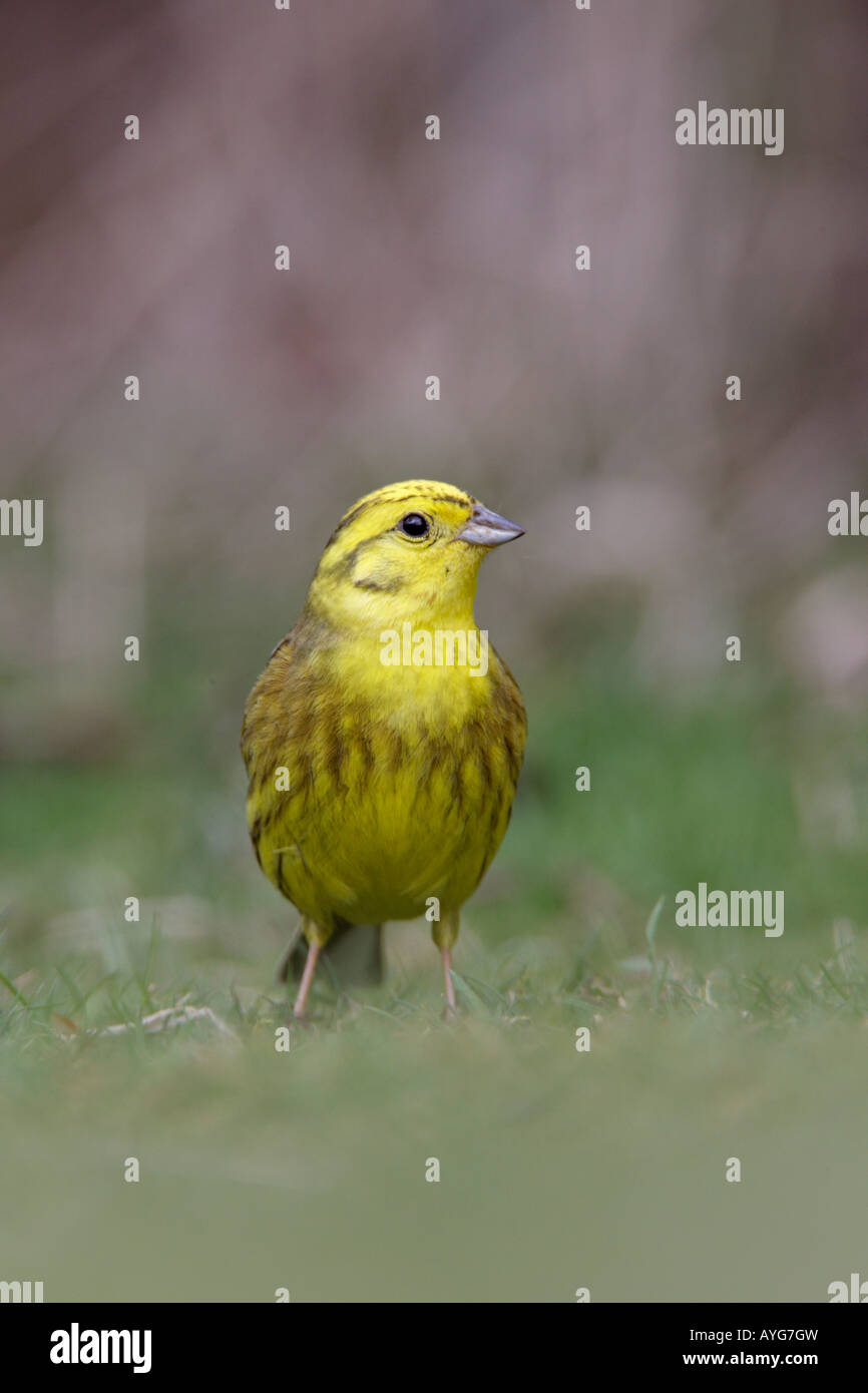 Male Yellowhammer Emberiza citrinella on ground feeding Potton ...
