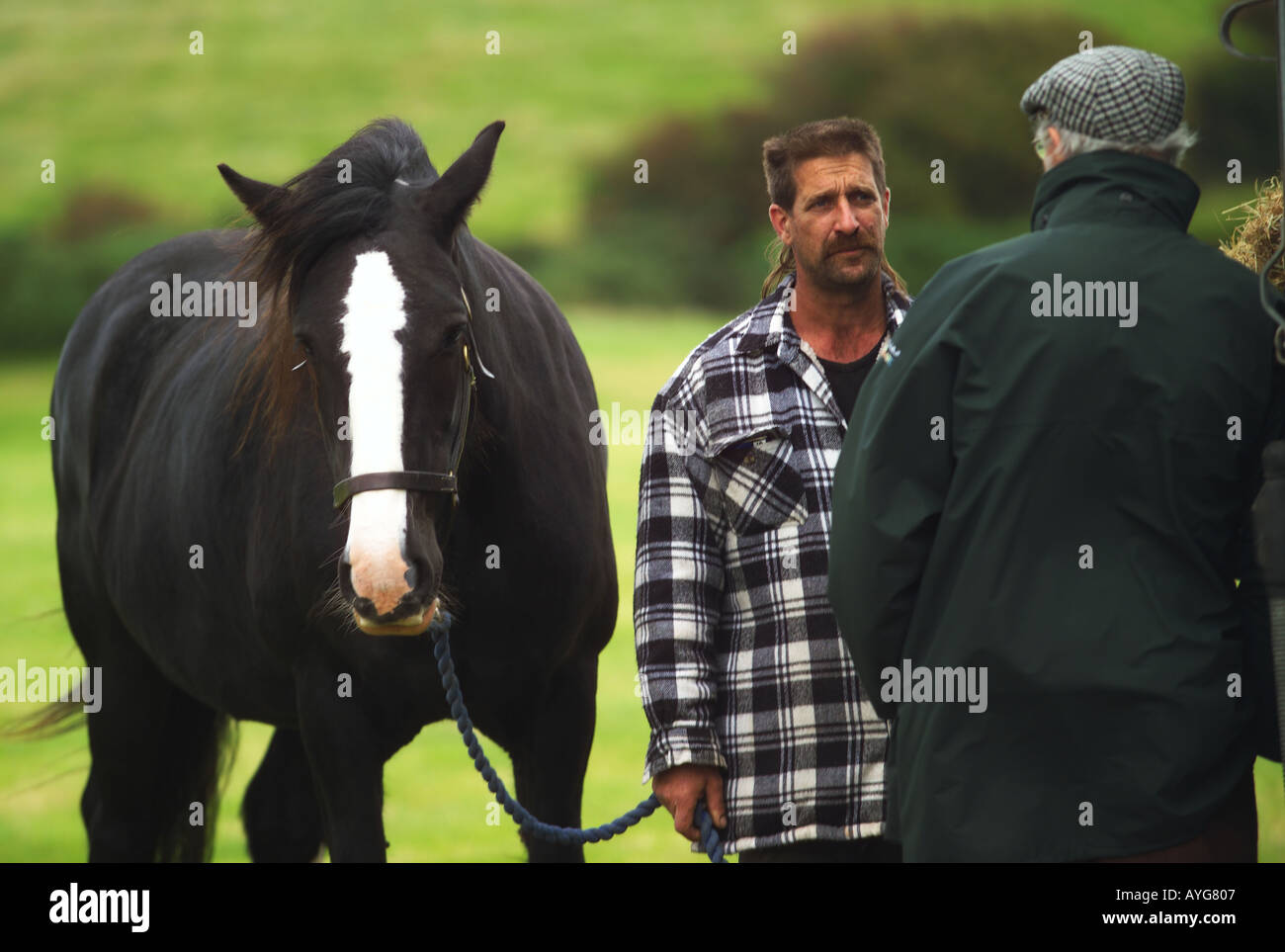 Welsh shire horse hi-res stock photography and images - Alamy