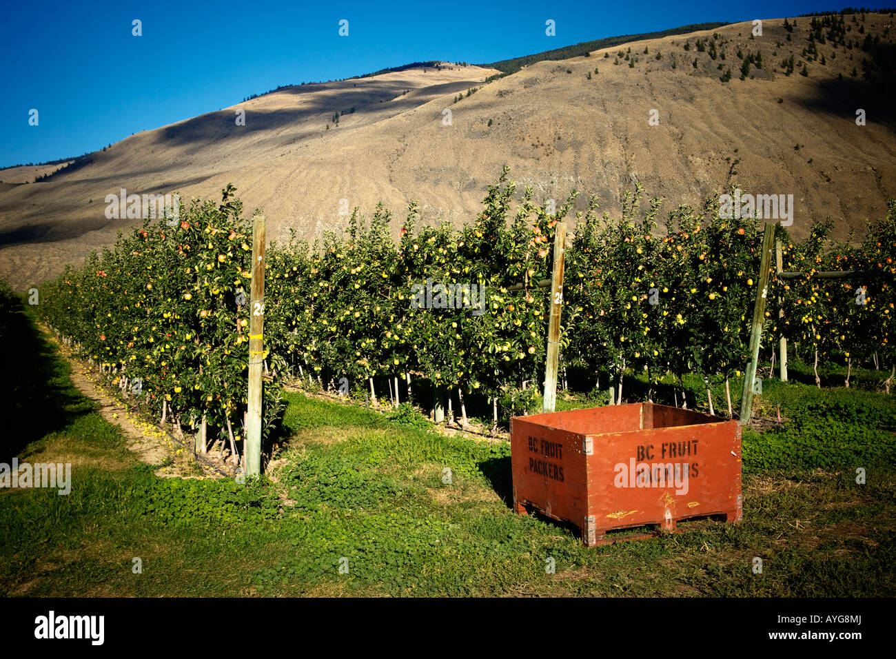 apple orchards in Keremeos, Similkameen, canada Stock Photo - Alamy