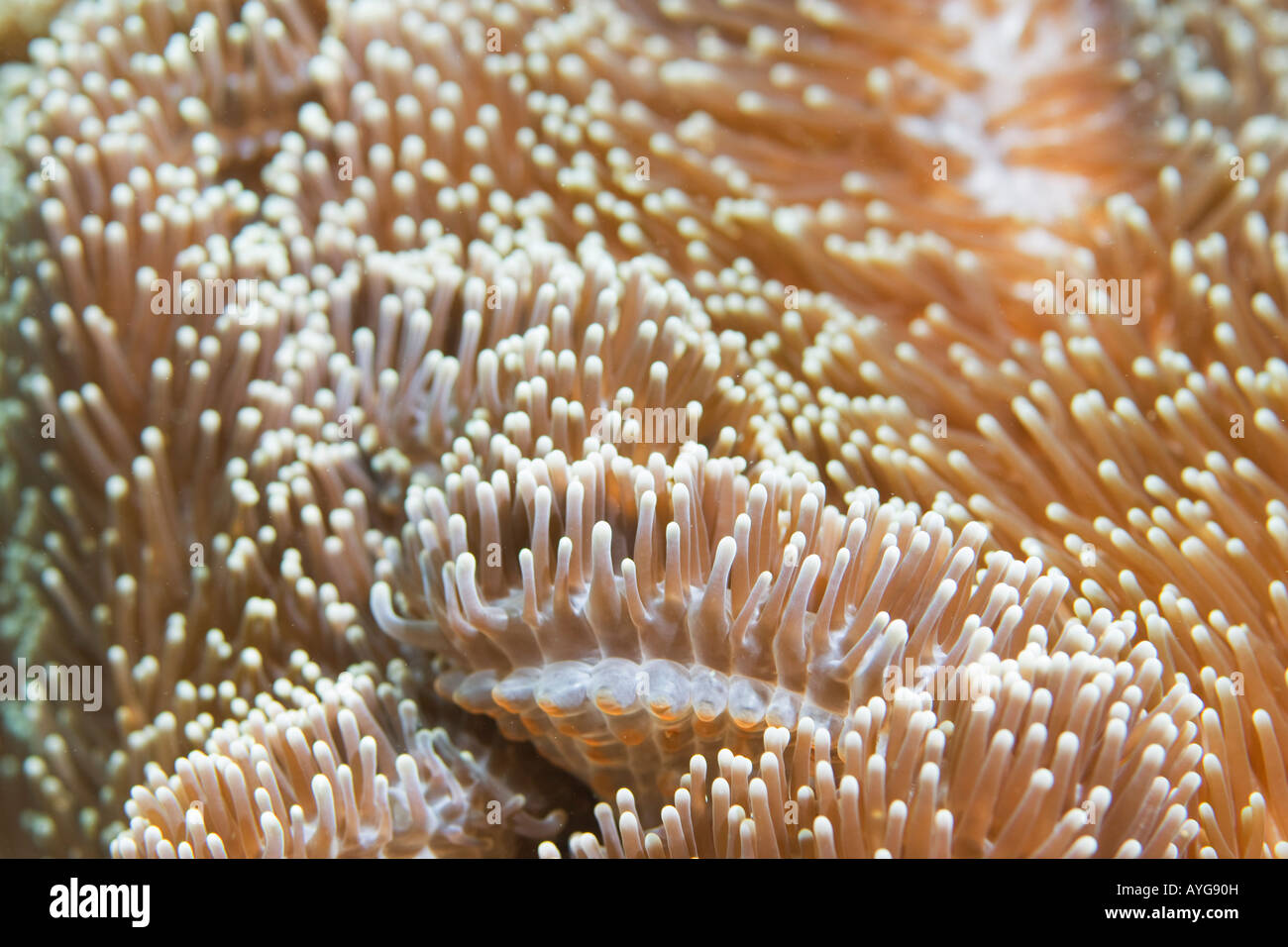 Africa Kenya Watamu Marine National Park Magnificent Anemone heteractic ...