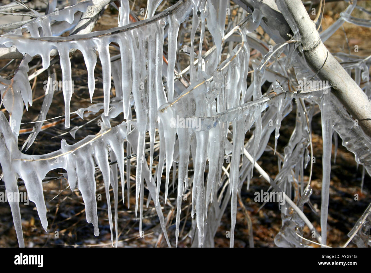 ice storm, frozen icicles on dried branches closeup Stock Photo - Alamy