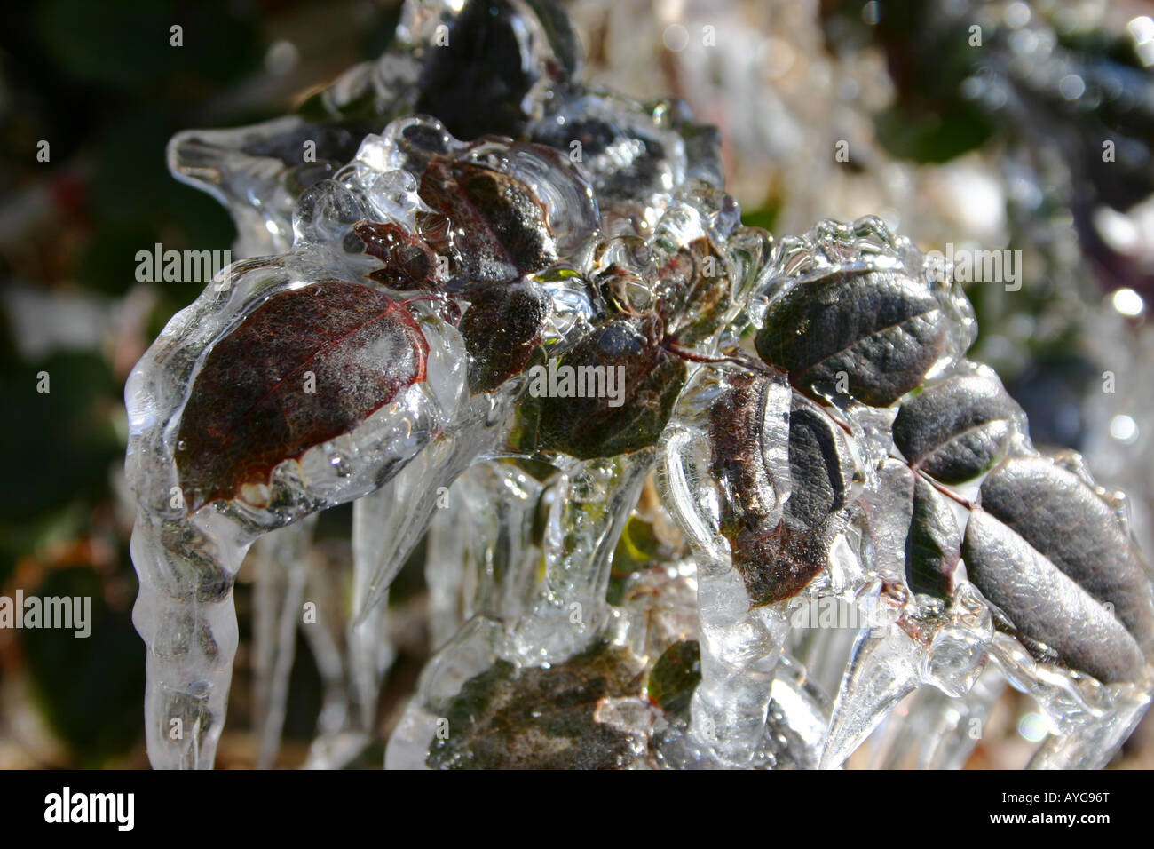 frozen leaves, icicles hanging from plant Stock Photo - Alamy