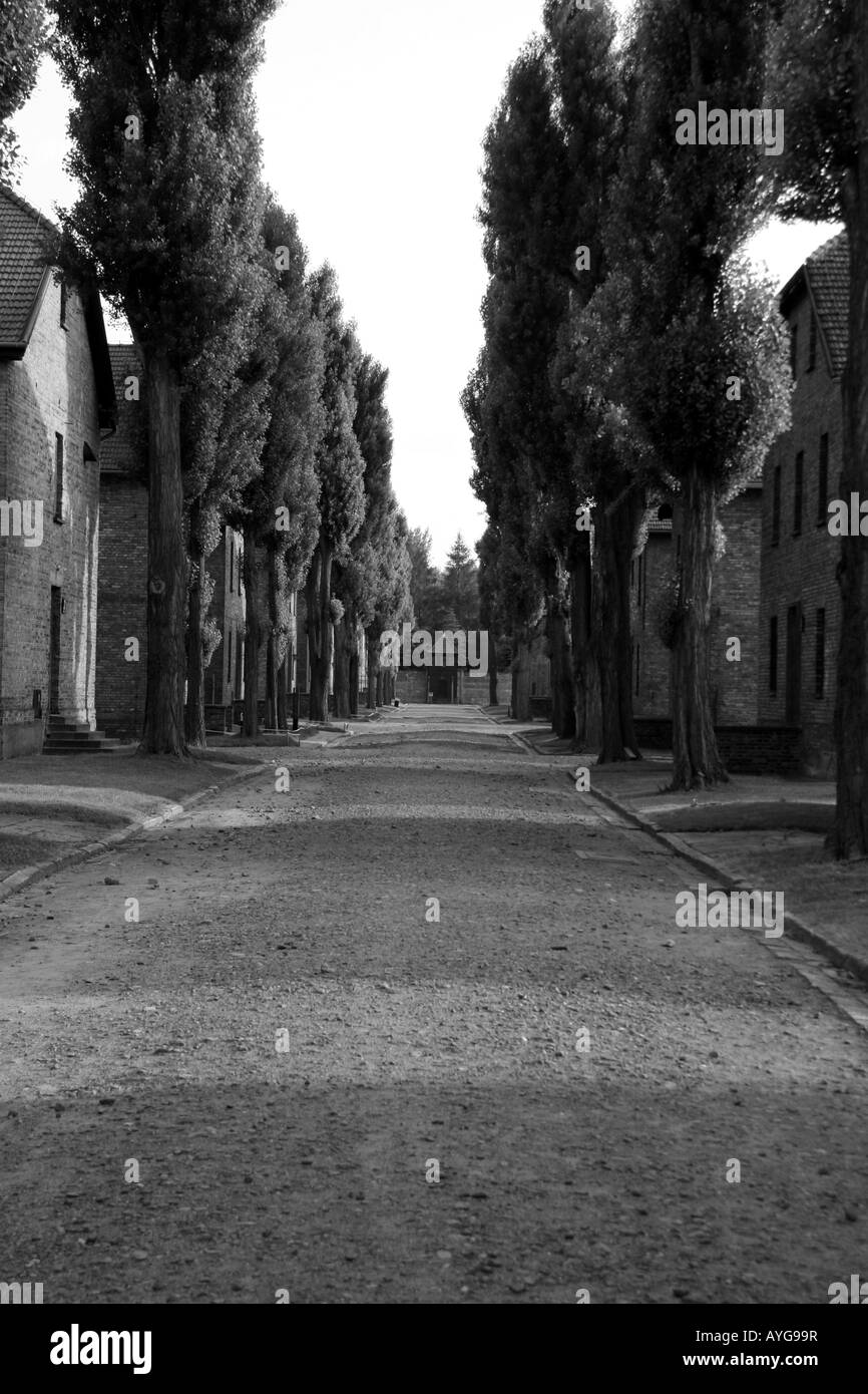 Looking down a tree-lined avenue in the former Nazi concentration camp ...