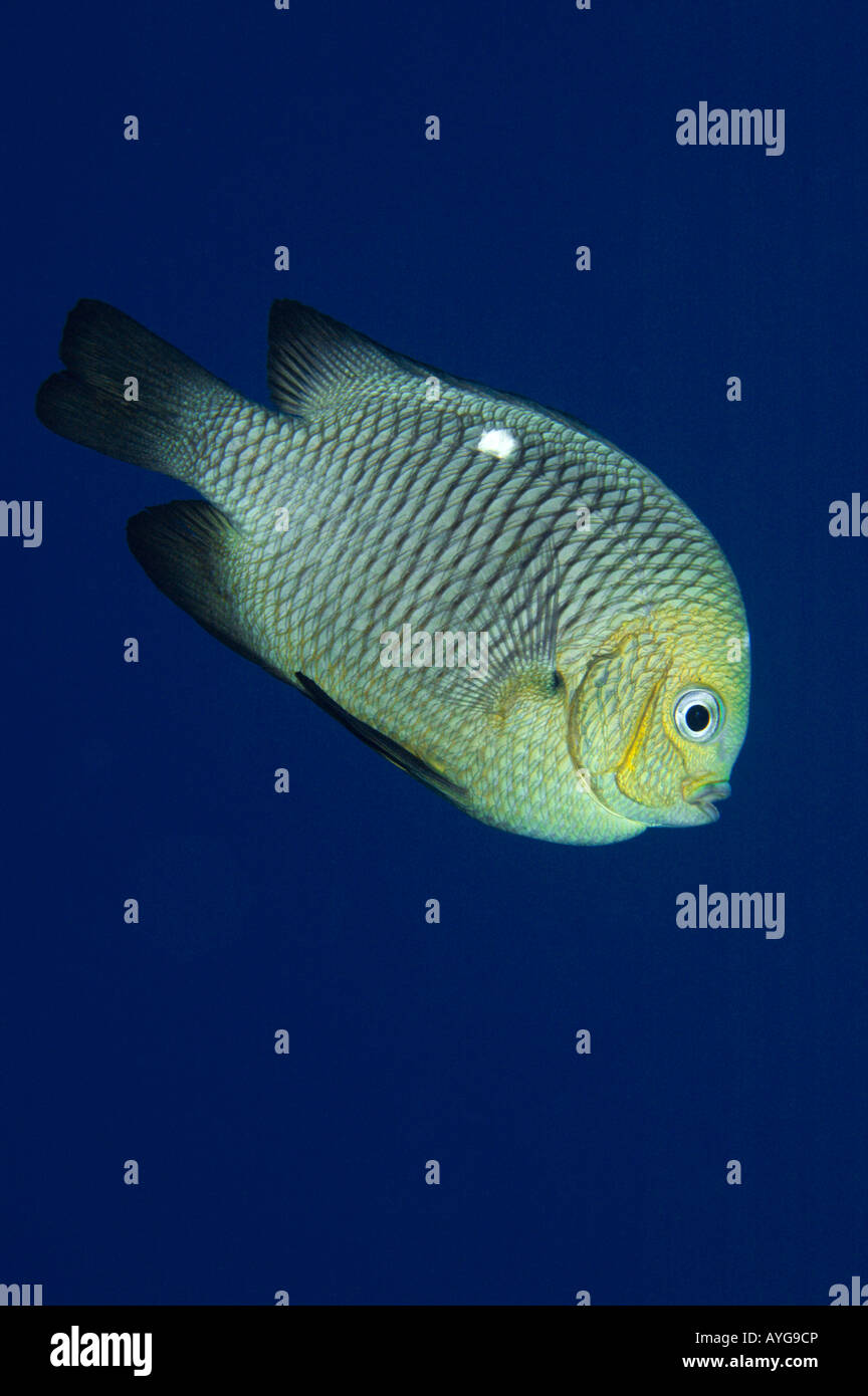Chromis in the red sea hi-res stock photography and images - Alamy