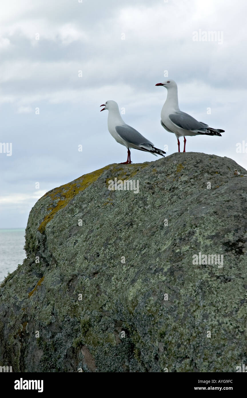 Redbill hi-res stock photography and images - Alamy