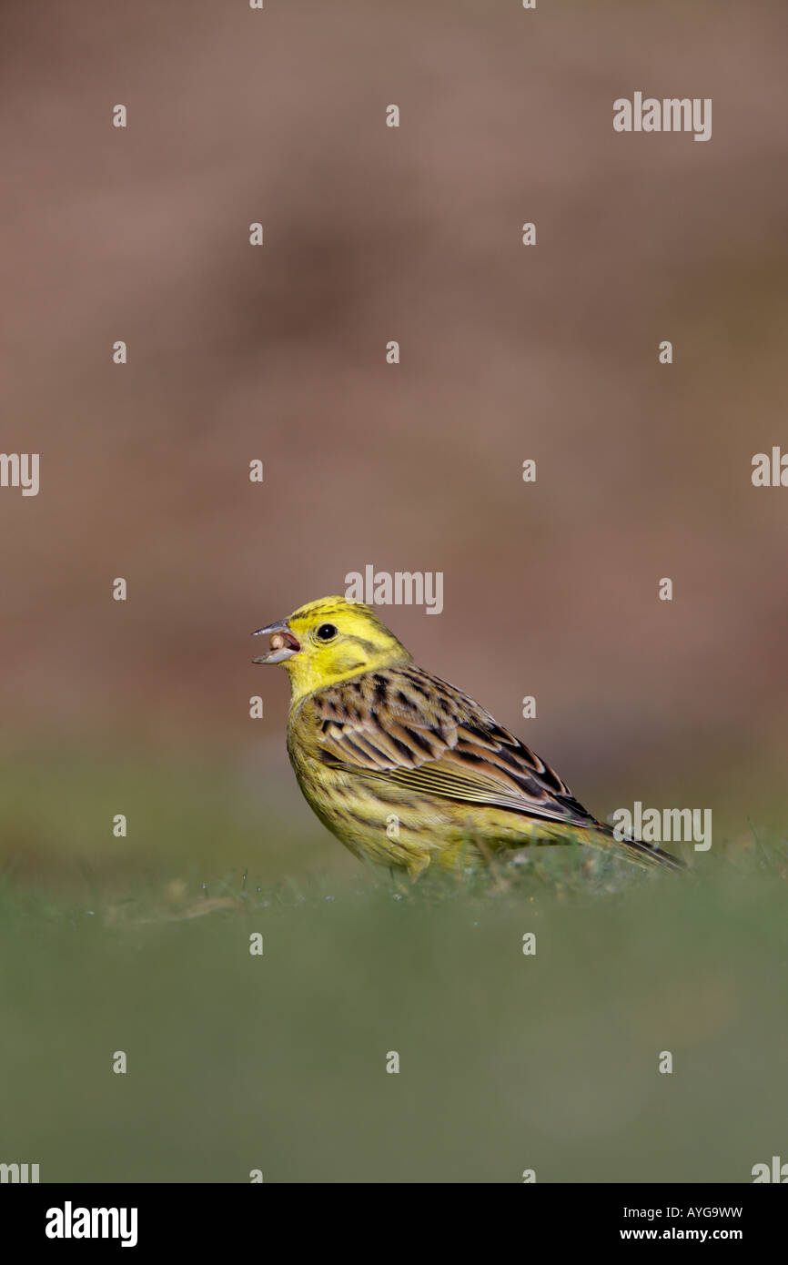 Male Yellowhammer Emberiza citrinella on ground feeding Potton ...