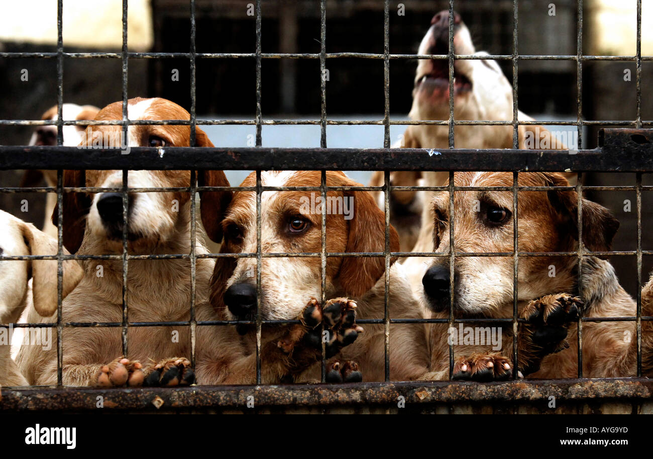 hunting hounds in kennels, devon Stock Photo - Alamy