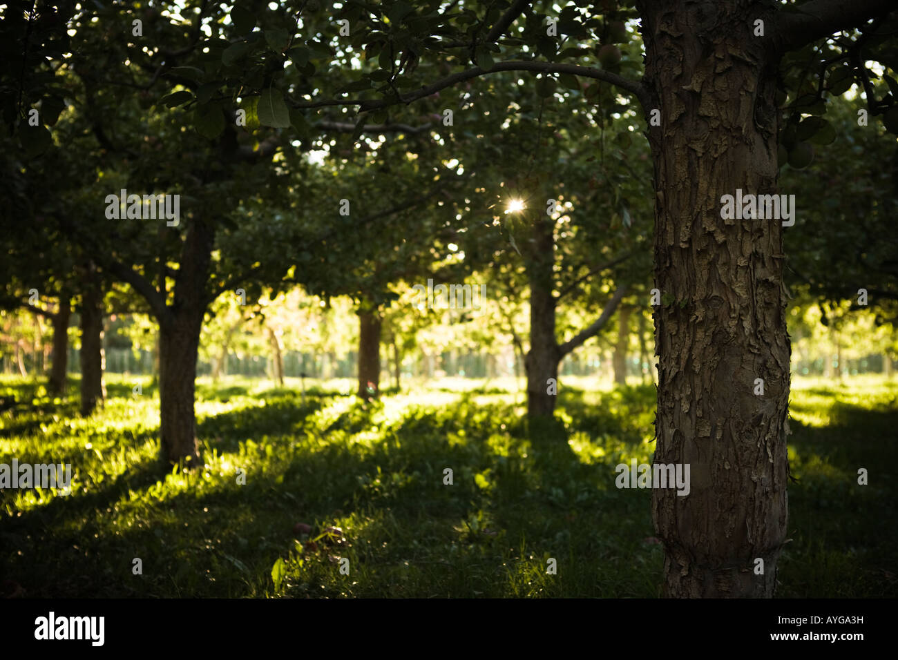 Orchards in similkameen country hi-res stock photography and images - Alamy