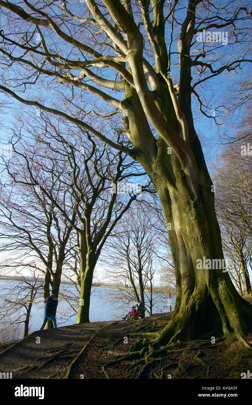 large beech trees alongside a lake Stock Photo - Alamy