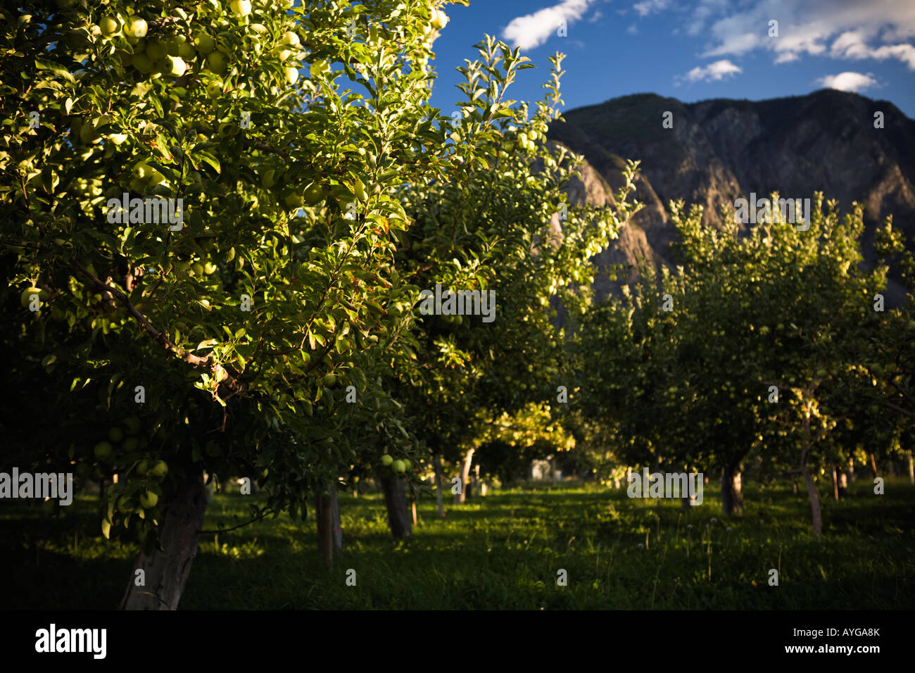 apple orchards in Similkameen country Keremeos Stock Photo - Alamy
