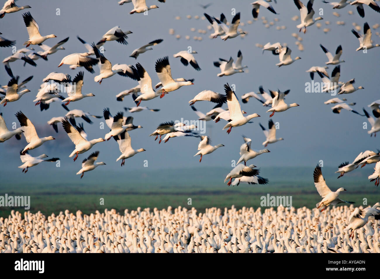 Migrating Ross’s Geese along California s Pacific Flyway in the San ...