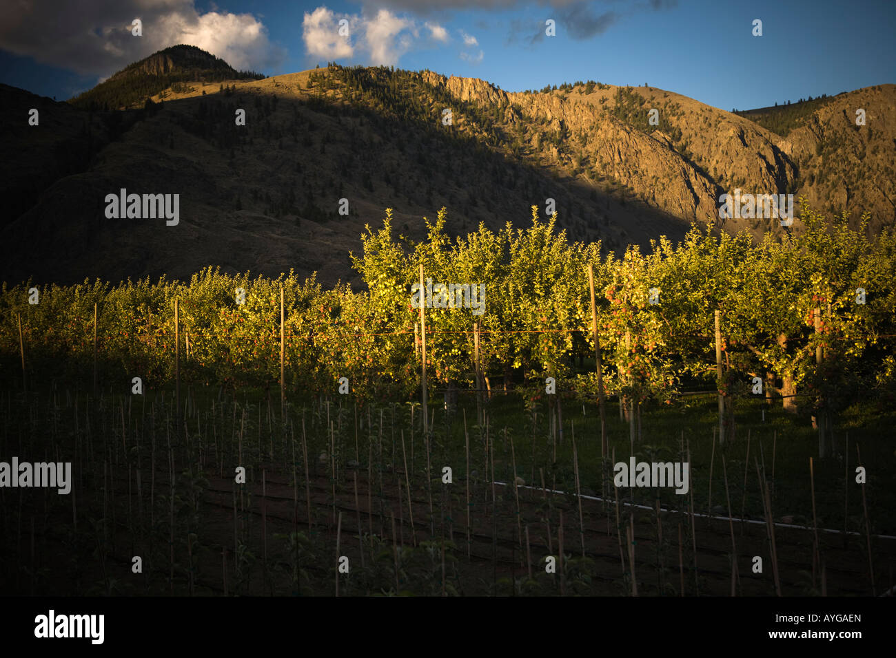 apple orchards in Similkameen country Keremeos Stock Photo - Alamy