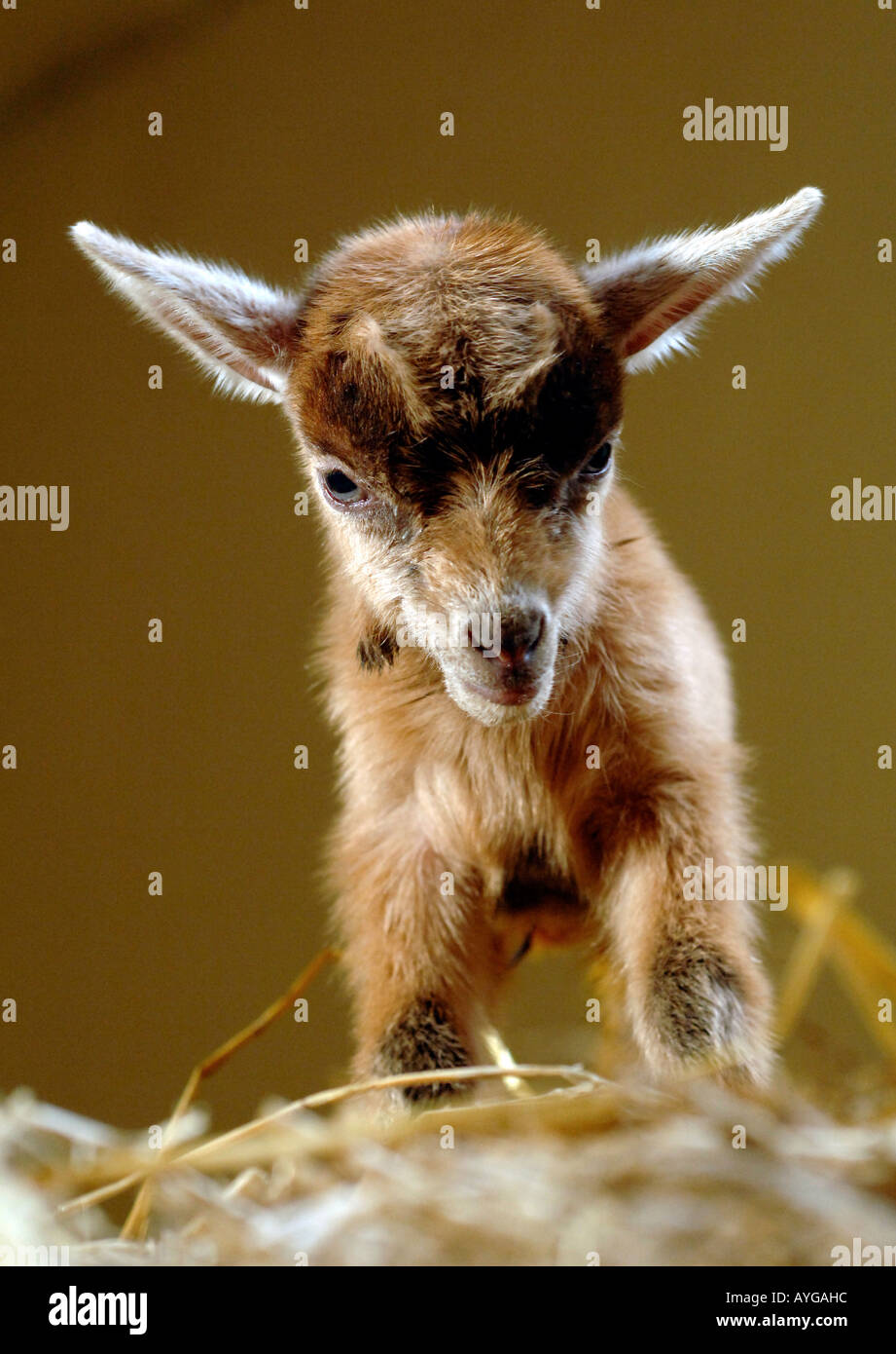 Orphaned goat hi-res stock photography and images - Alamy