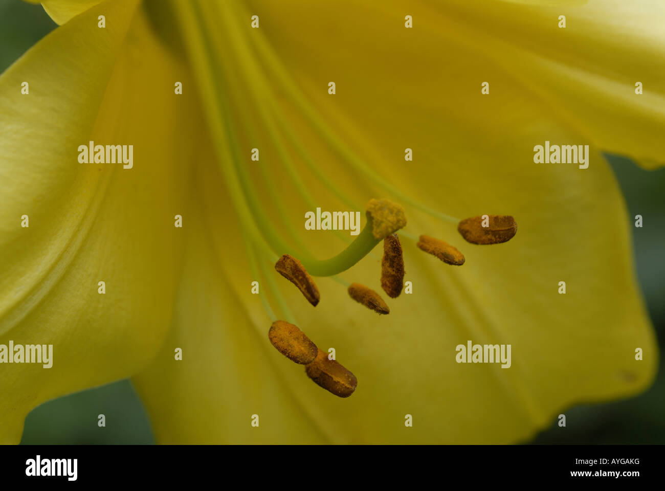 Yellow Lilly. Close up of stigma and stamen Stock Photo - Alamy