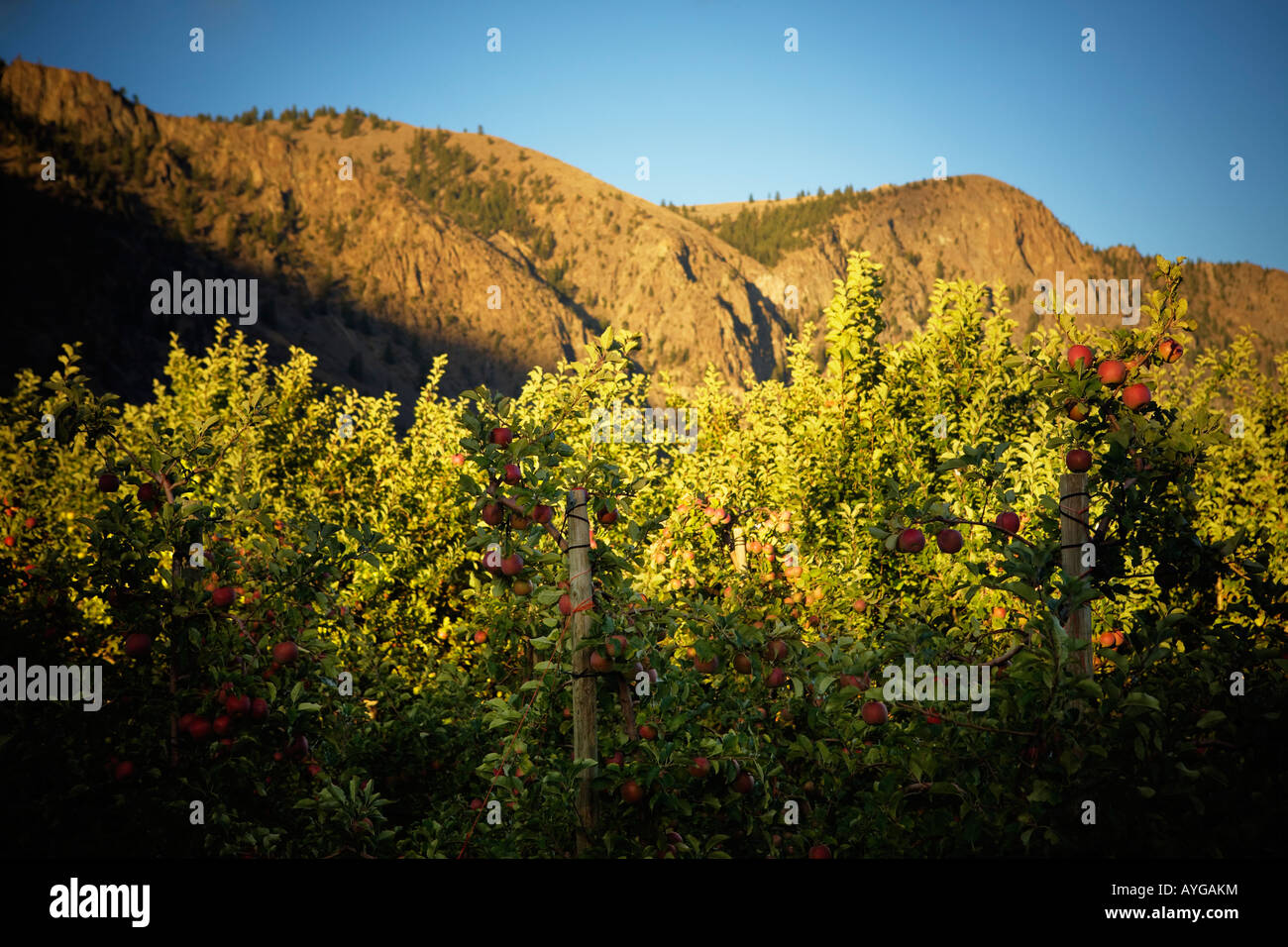 apple orchards in Similkameen country Keremeos Stock Photo - Alamy