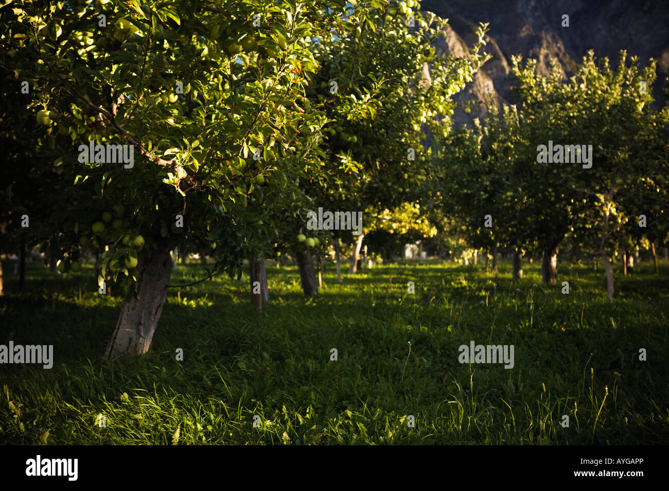 apple orchards in Similkameen country Keremeos Stock Photo - Alamy