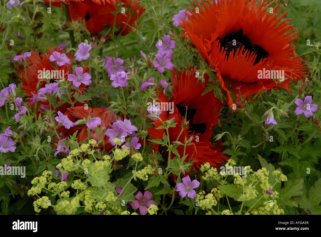 Red geraniums in garden border hi-res stock photography and images - Alamy