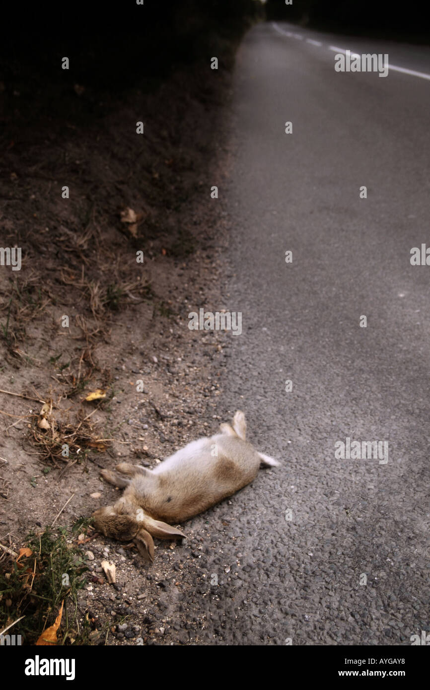 Death rabbit hi-res stock photography and images - Alamy