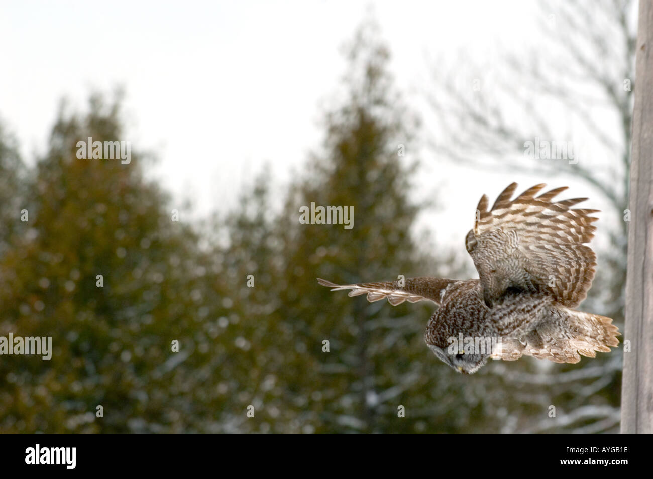 Great Gray Owl diving off of tree to capture prey Stock Photo - Alamy
