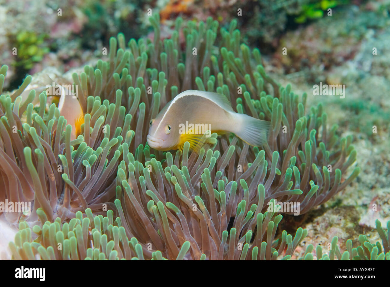Africa Kenya Watamu Marine National Park Skunk Anemonefish Amphiprion ...