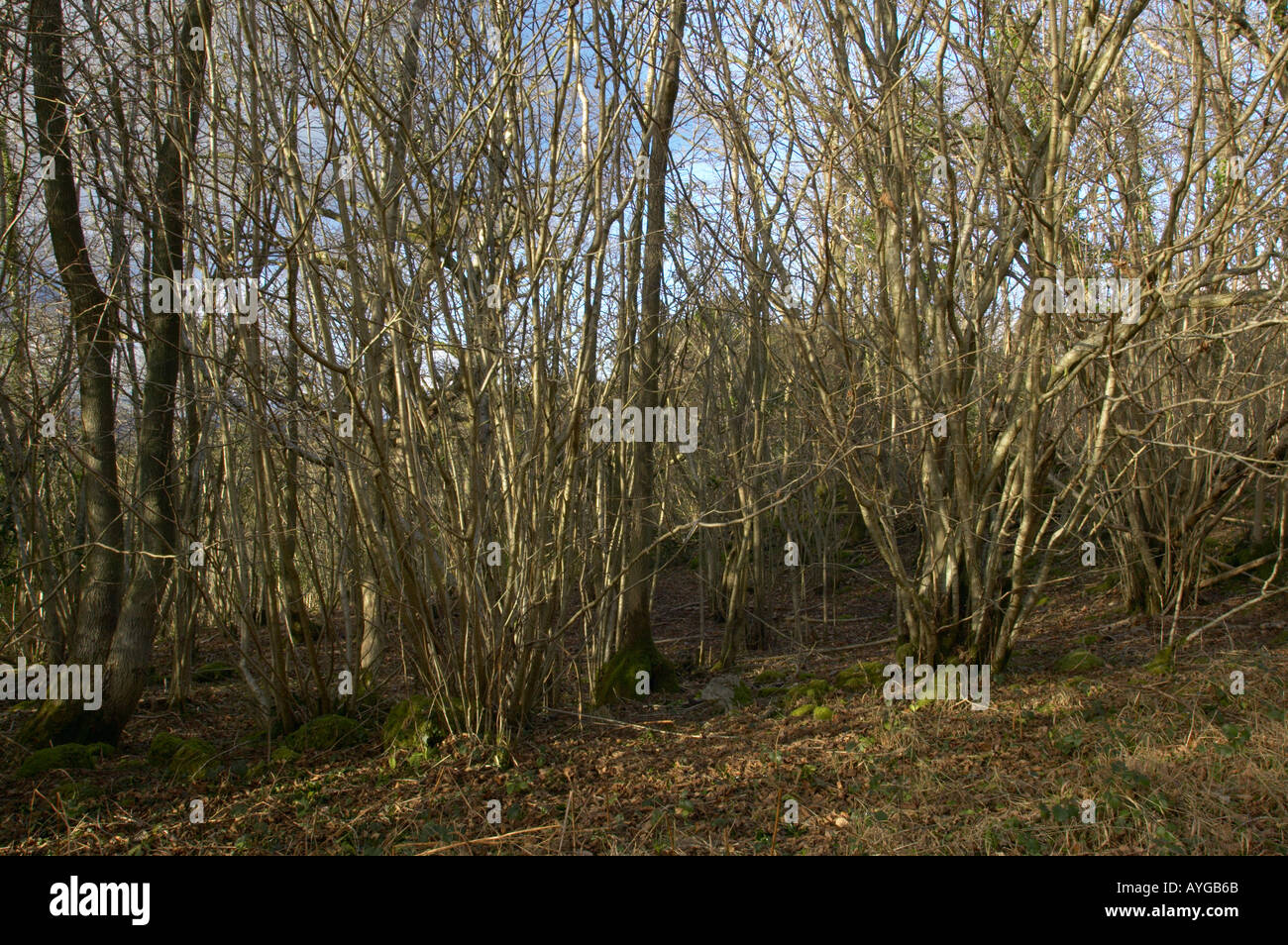 coppiced hazel woodland Cumbria Stock Photo - Alamy