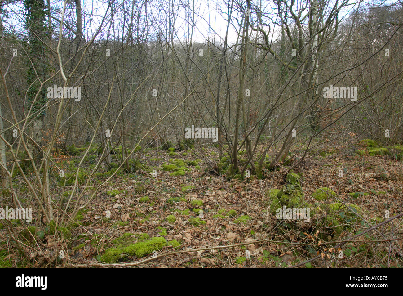 Coppiced stools hi-res stock photography and images - Alamy