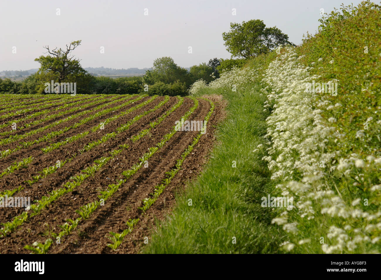 Agricultural scene fields cultivation hedgerow Stock Photo - Alamy