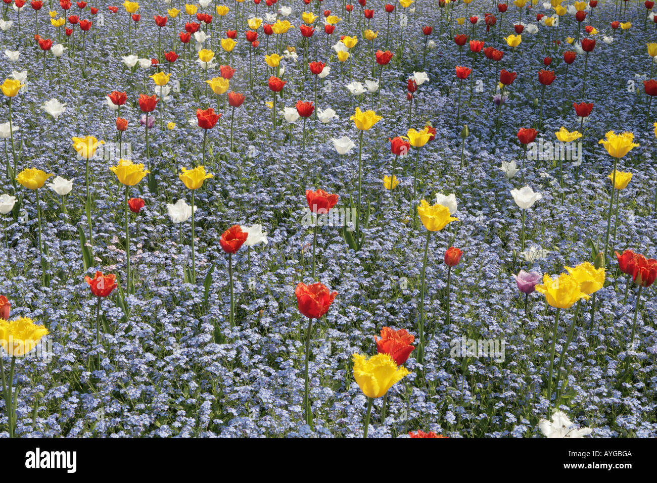 Tulips blooming in a bed of forget-me-nots on a spring afternoon in the ...