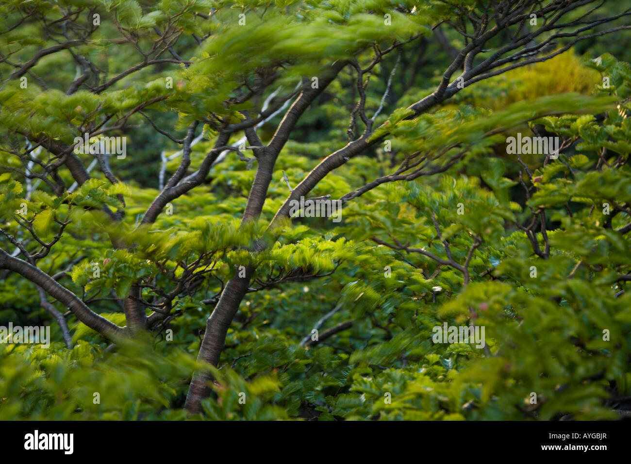 Green leaves in wind sway hi-res stock photography and images - Alamy