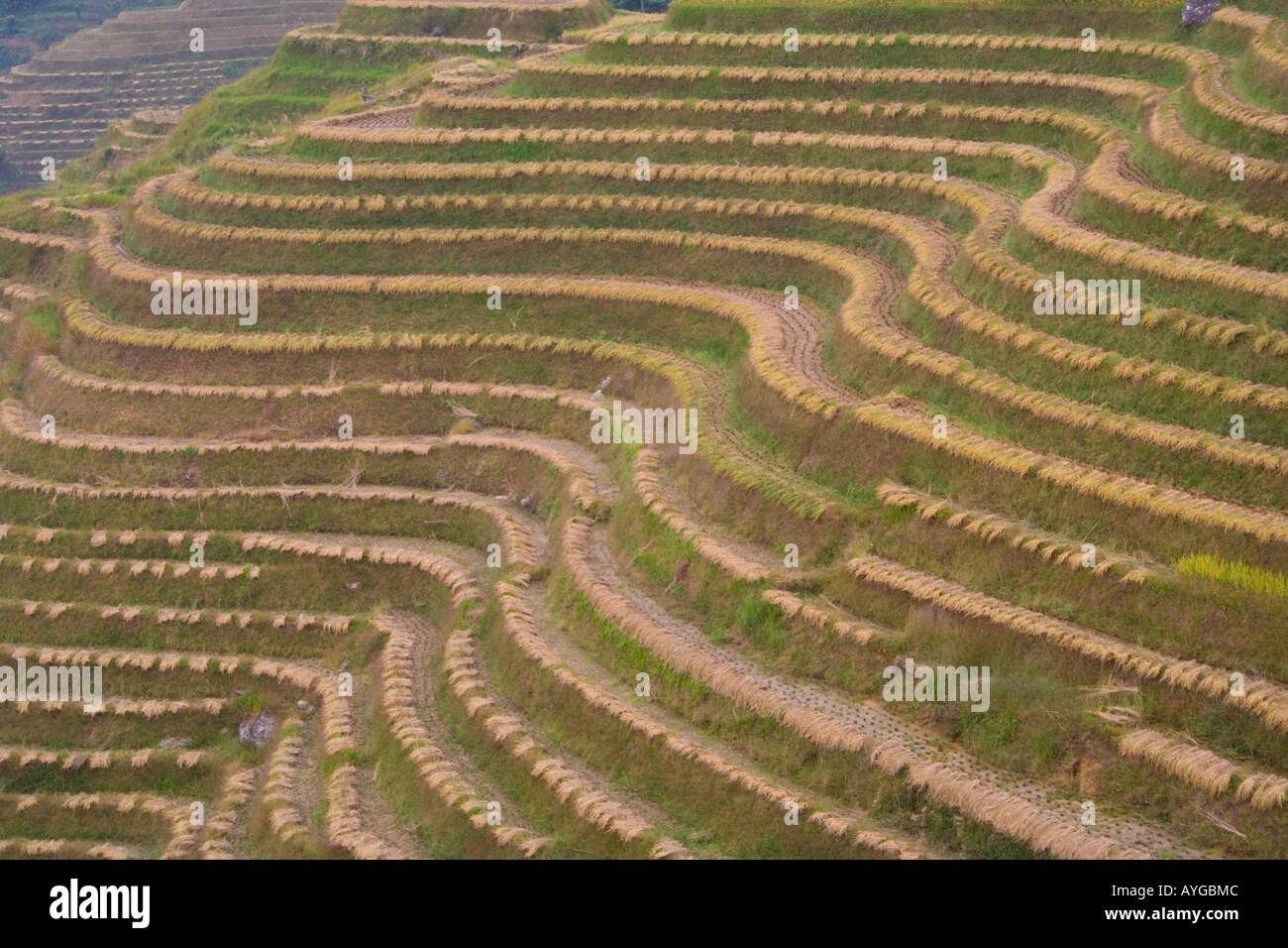 Rice Terrace Fields of Minority Yao Village of Ping An during Harvest ...
