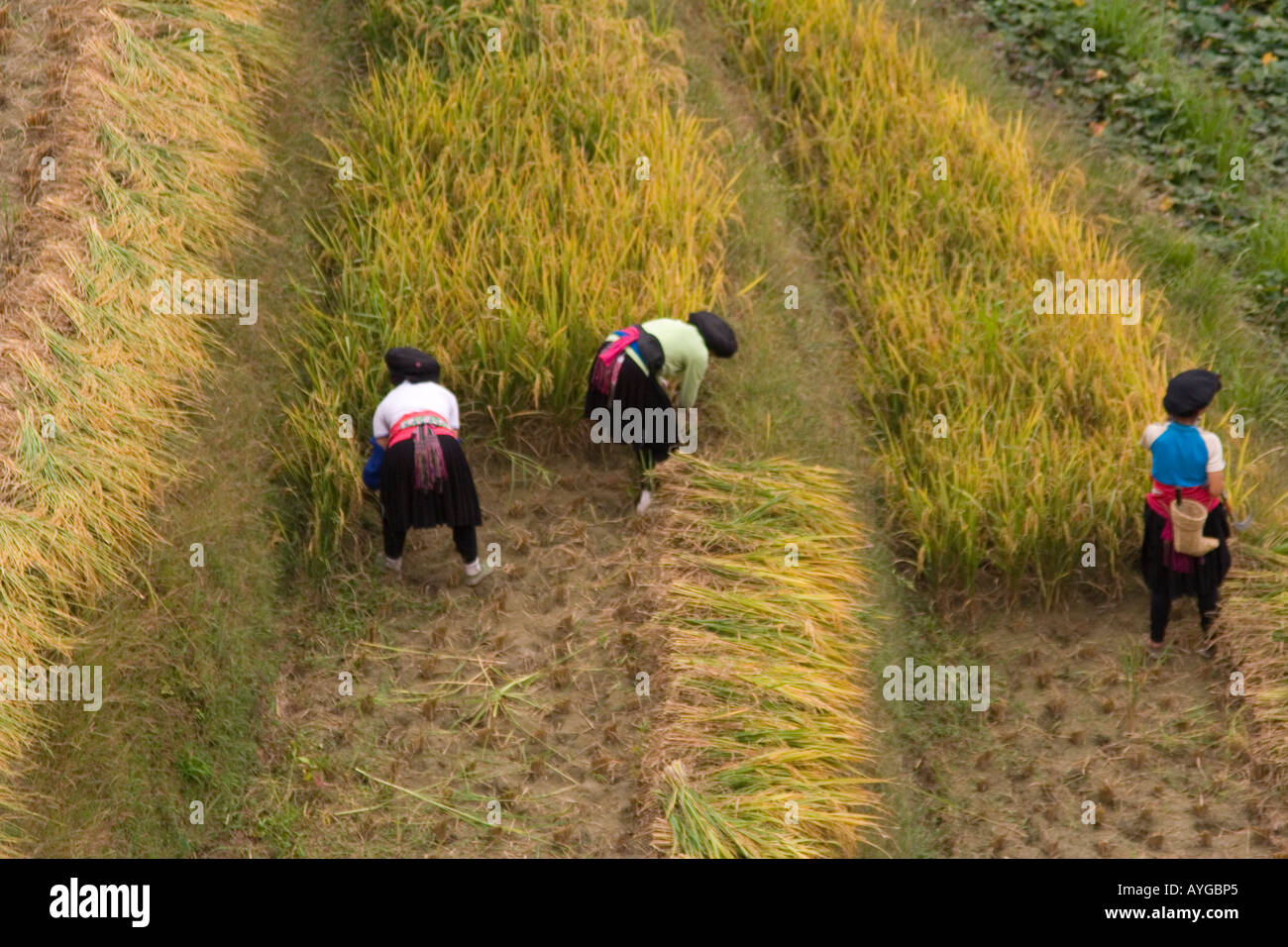 Yao Women Cutting Rice in Terrace Fields Minority Zhuang Village of ...