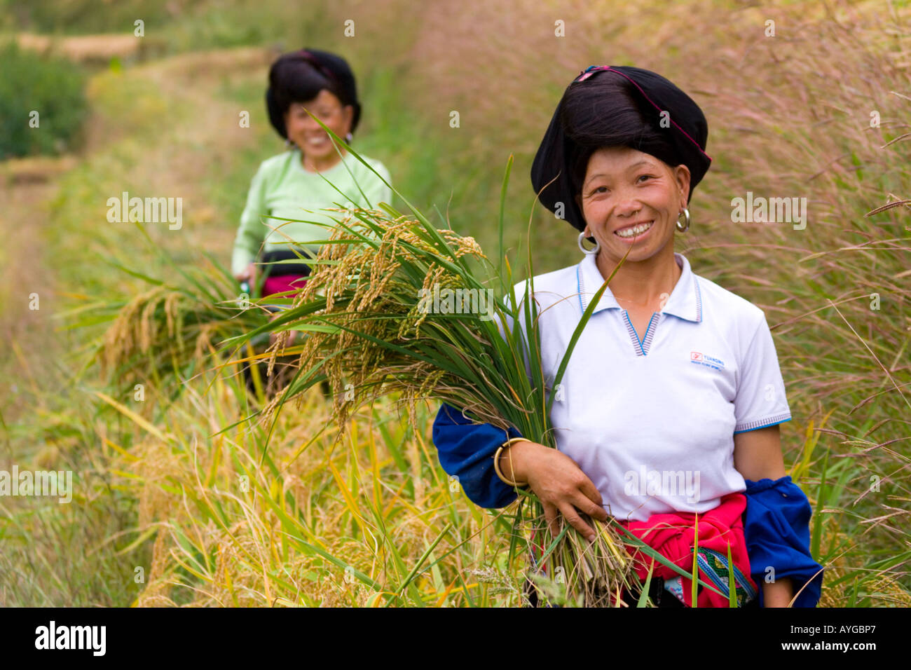 Women Cutting Rice in Terrace Fields Minority Yao Village of Ping An ...