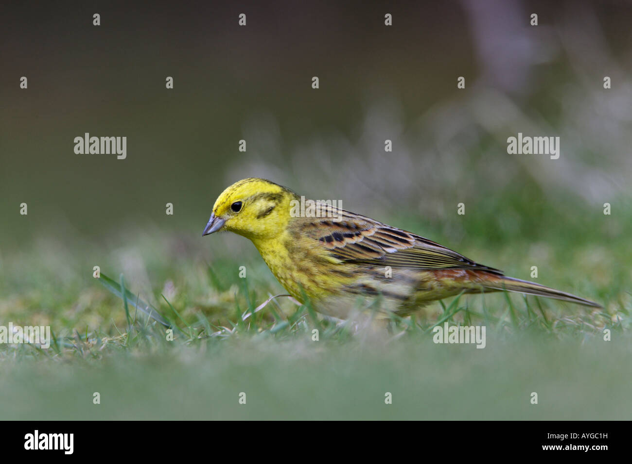 Male Yellowhammer Emberiza citrinella on ground feeding Potton ...