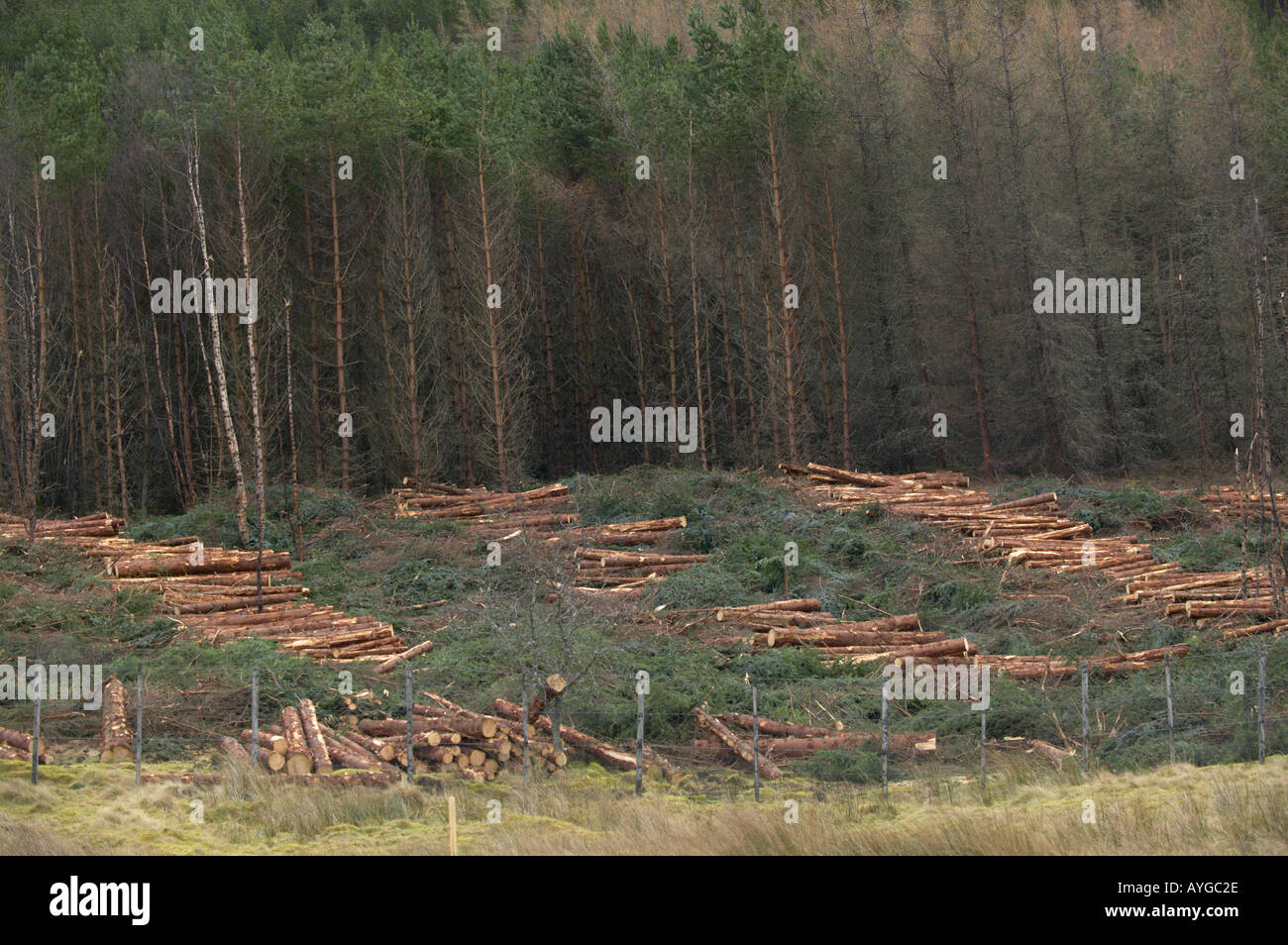 Felled timber scottish forest hi-res stock photography and images - Alamy