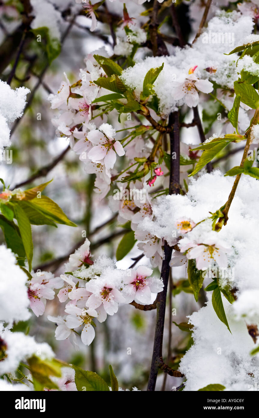 Flowering Cherry tree blossom covered with spring snow, Found in a ...