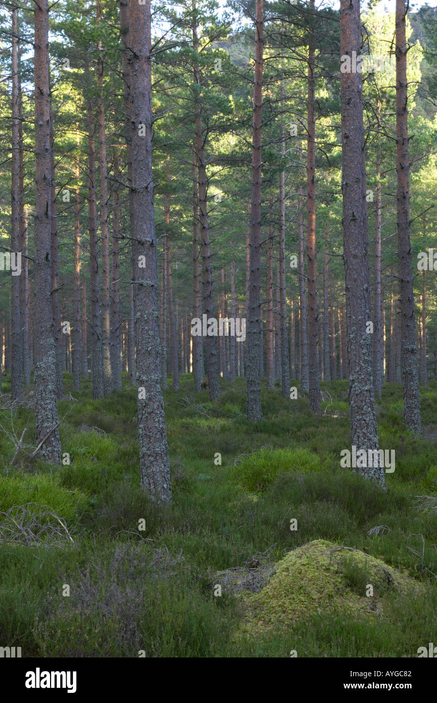 conifer woodland on the banks of the River Dee in Scotland Stock Photo ...
