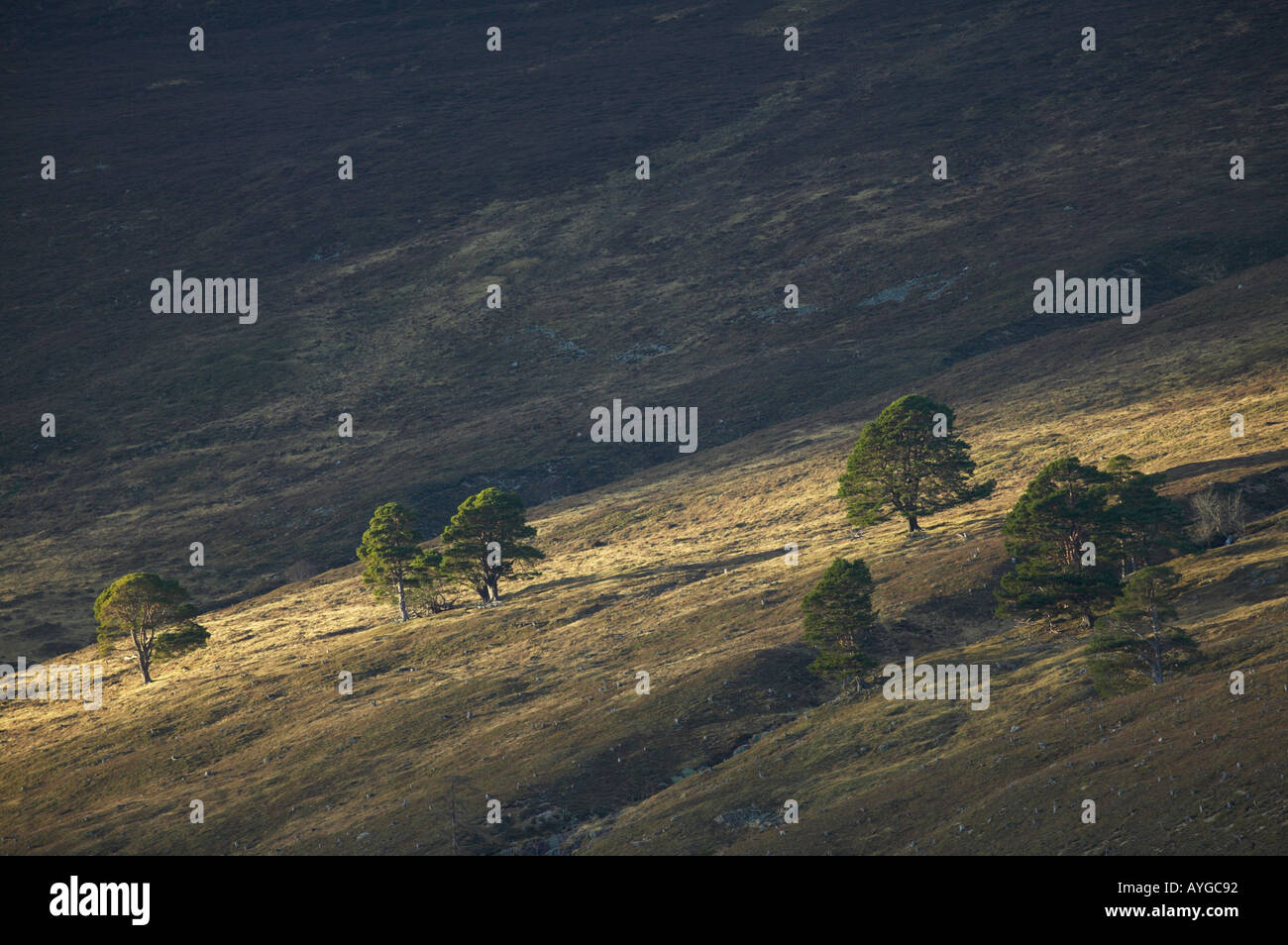 Pine trees in the Dee Valley near Braemar Scotland Stock Photo - Alamy