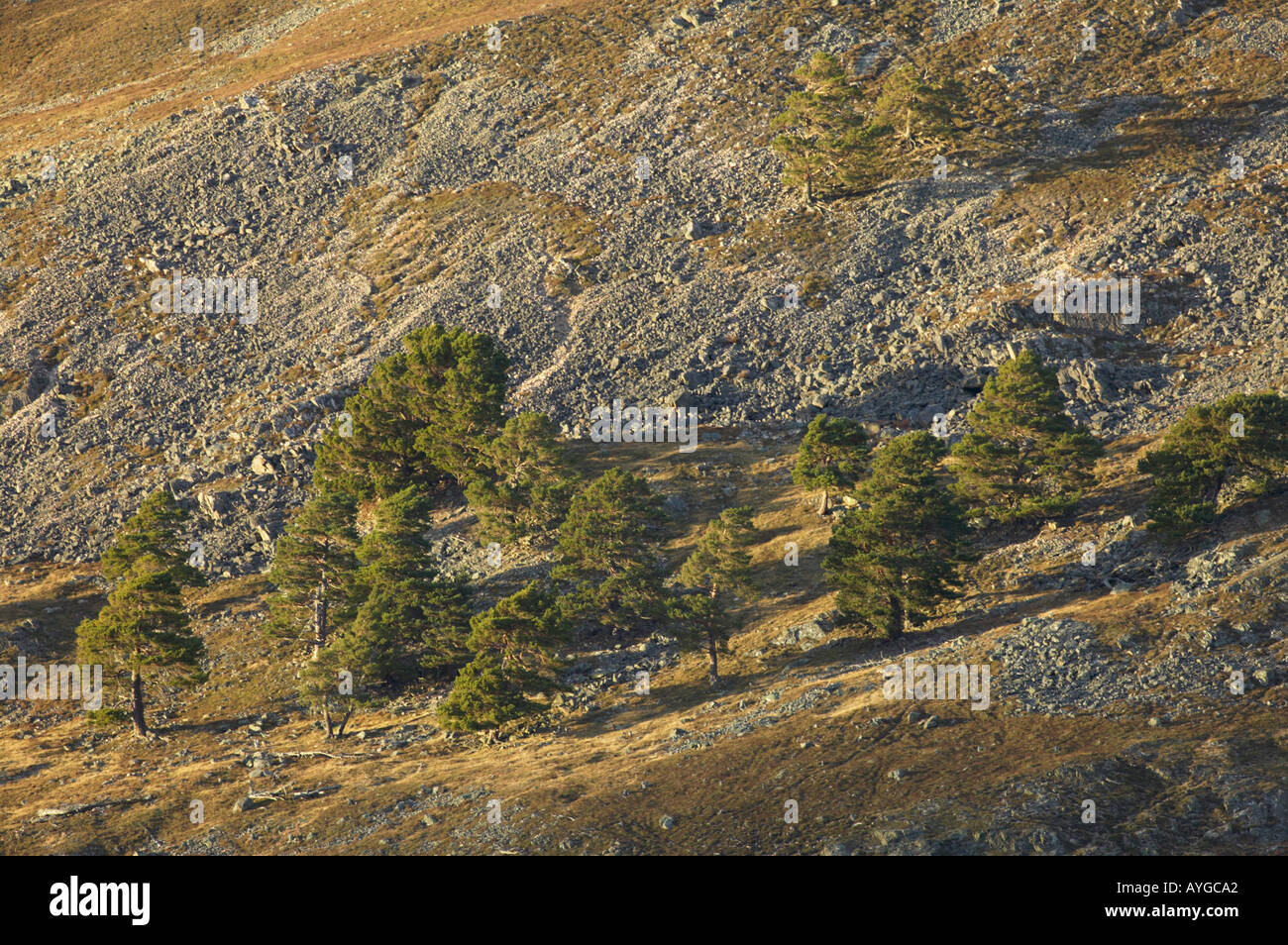 Pine trees in the Dee Valley near Braemar Scotland Stock Photo - Alamy
