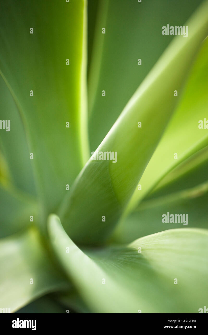 closeup on soft tip agave leaves Stock Photo - Alamy