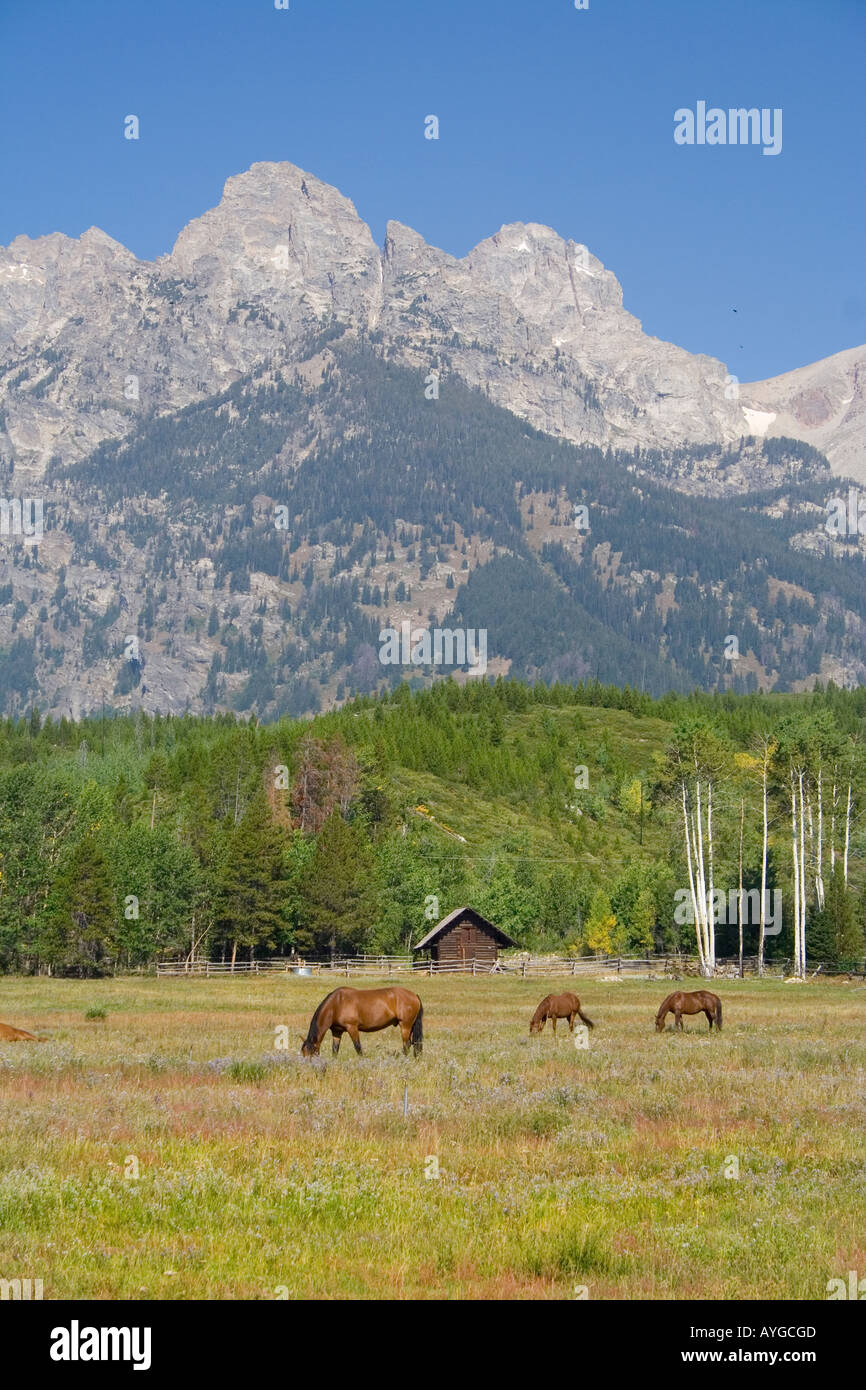 Horses in a Field, Mountains behind, Grand Tetons National Park Wyoming ...