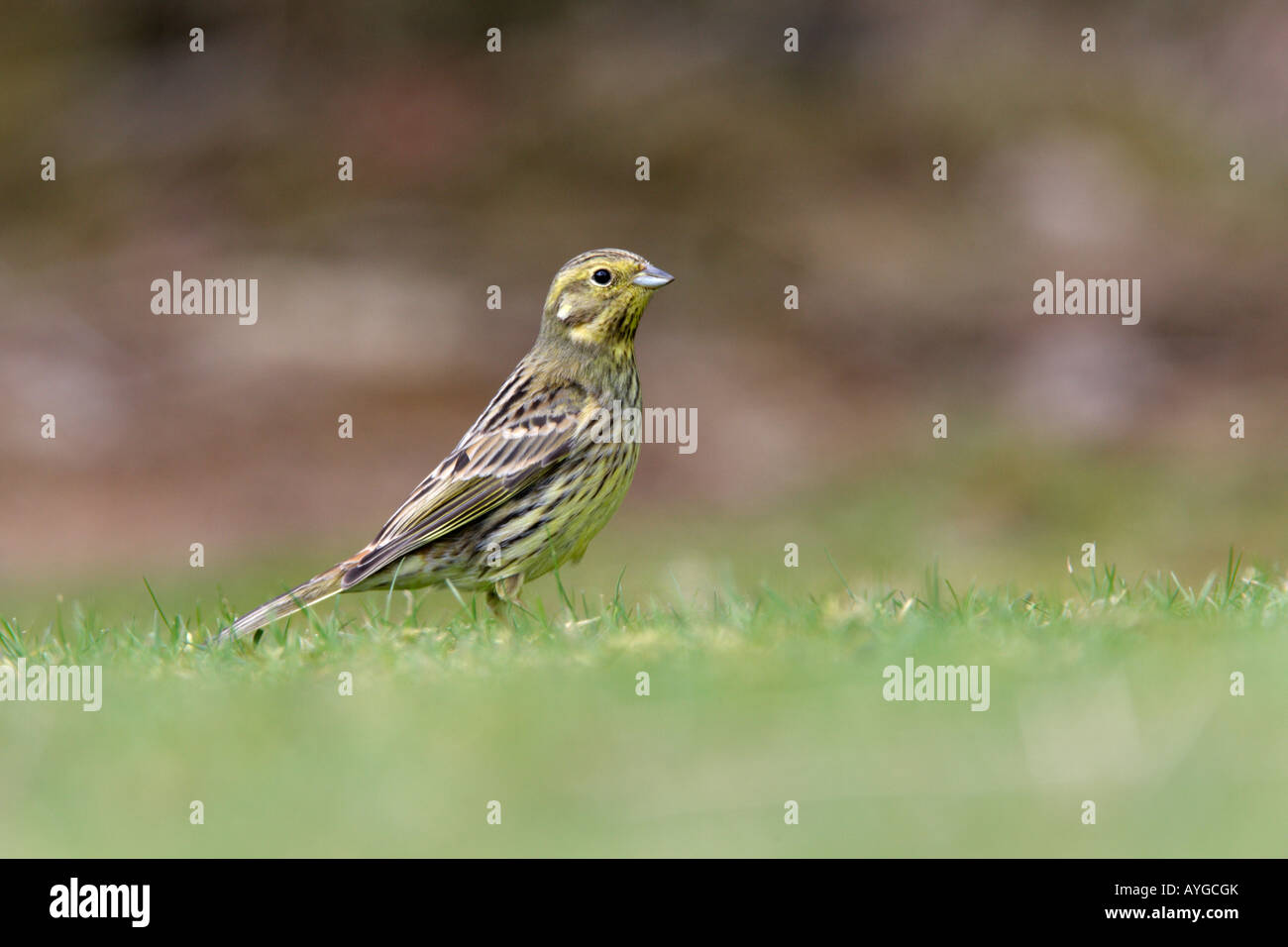 Female Yellowhammer Emberiza citrinella on ground feeding Potton ...