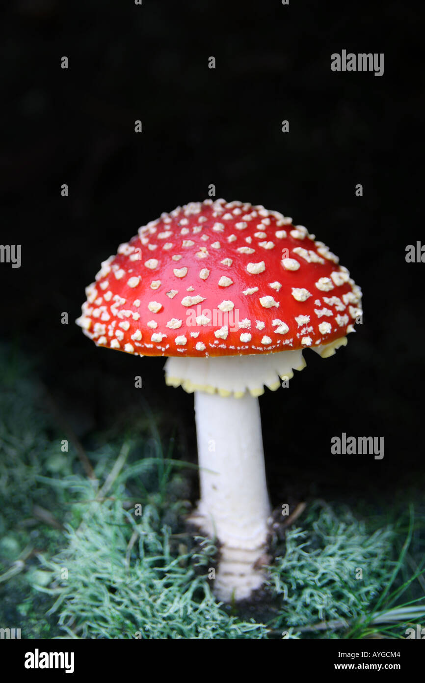 Toadstool hi-res stock photography and images - Alamy