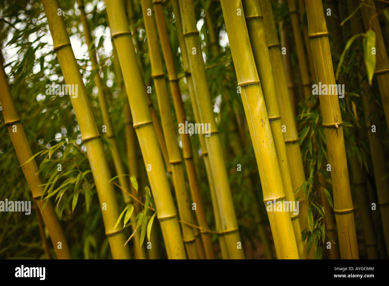 Straight stem growing hi-res stock photography and images - Alamy
