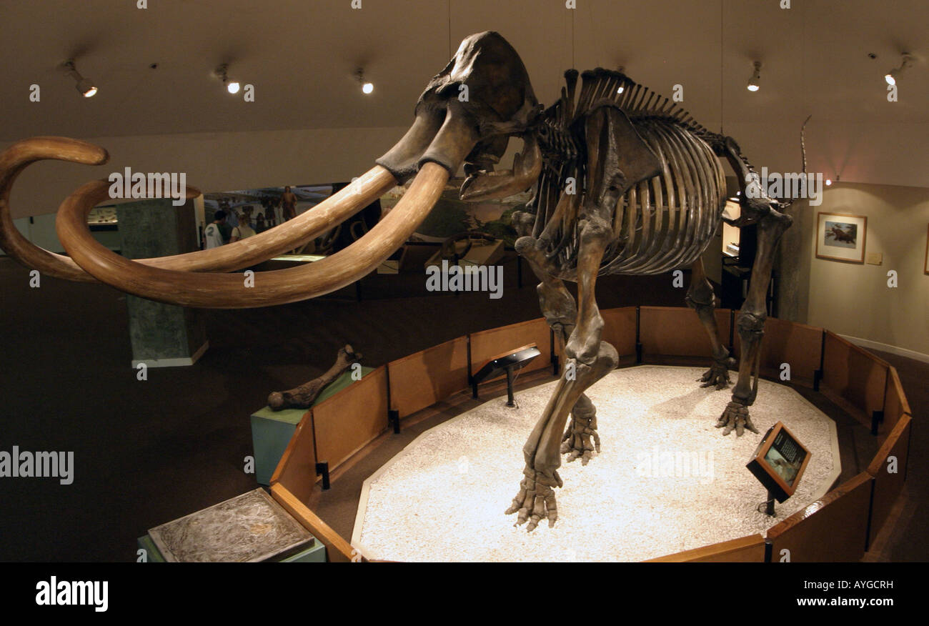 Fossil Skeleton Mammoth Stock Photos & Fossil Skeleton Mammoth Stock ...