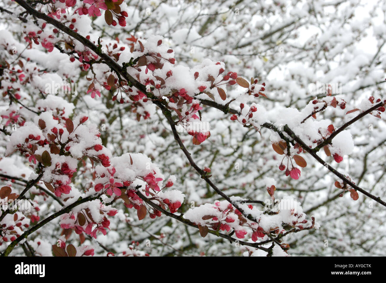 Snow on Blossom Stock Photo - Alamy