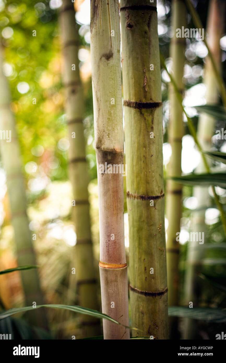 Straight stem growing hi-res stock photography and images - Alamy