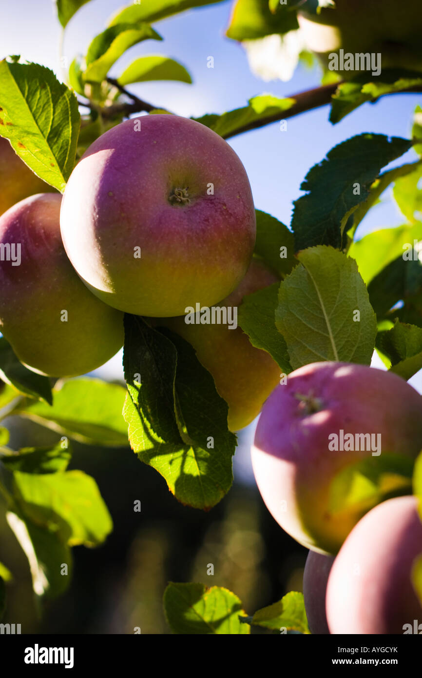 closeup up on apples Stock Photo - Alamy
