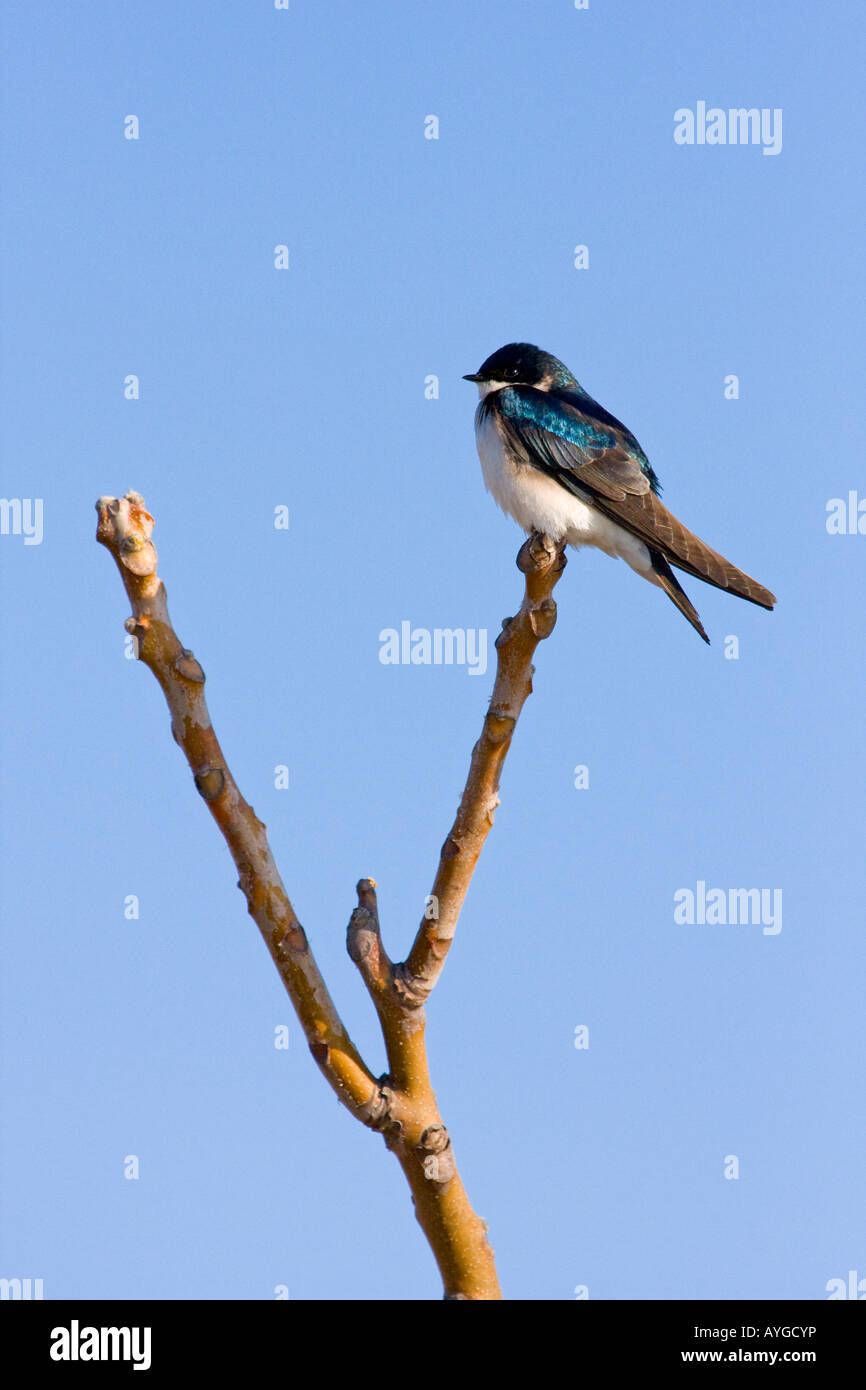 Tree swallow perched on hi-res stock photography and images - Alamy