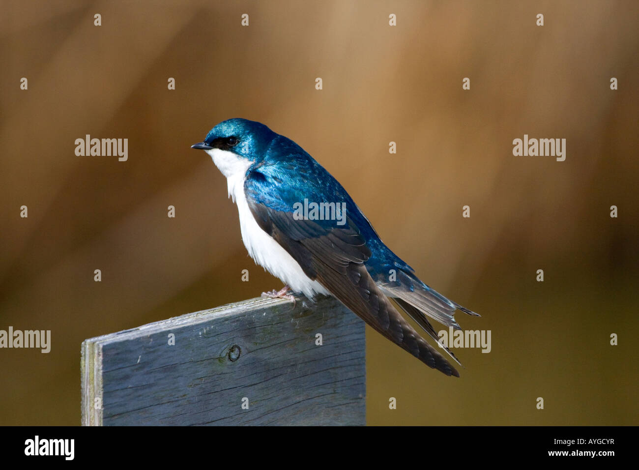Marsh Swallow High Resolution Stock Photography and Images - Alamy